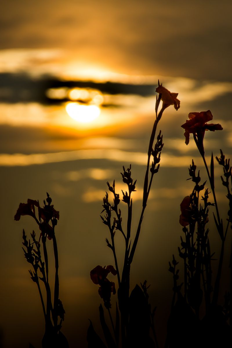 Morning glow | GANREF