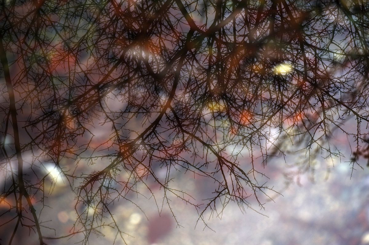 Fallen leaves | GANREF