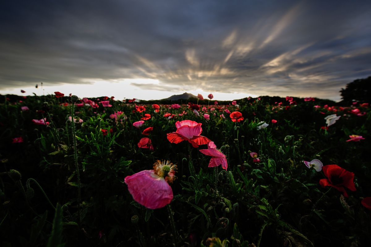 Good Morning!Poppies | GANREF