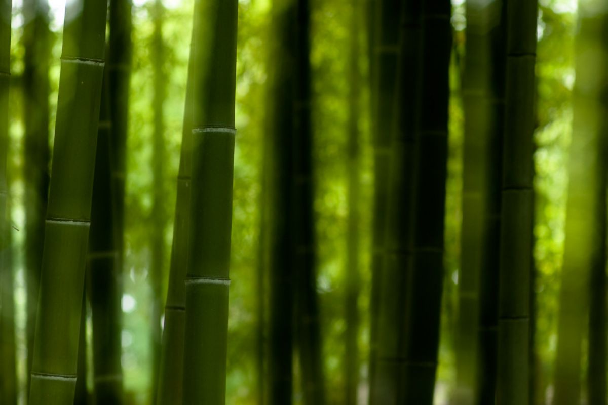 bamboo | GANREF