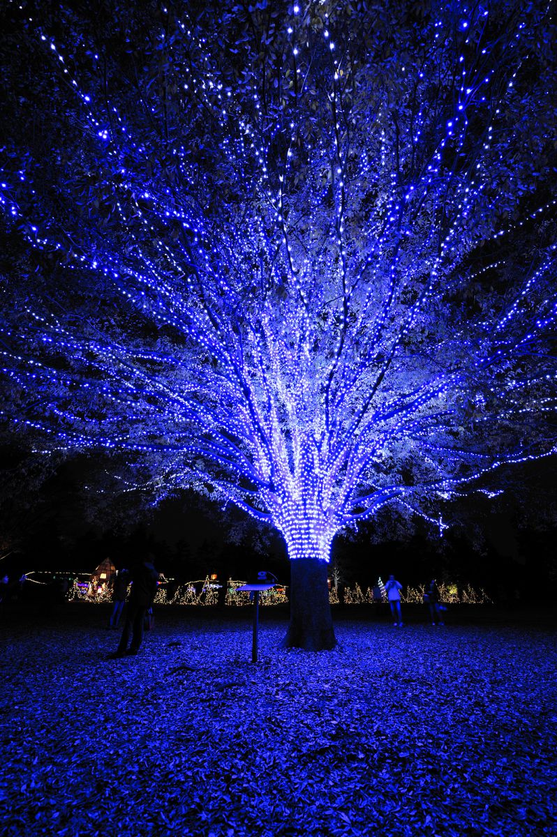 Blue Tree | GANREF