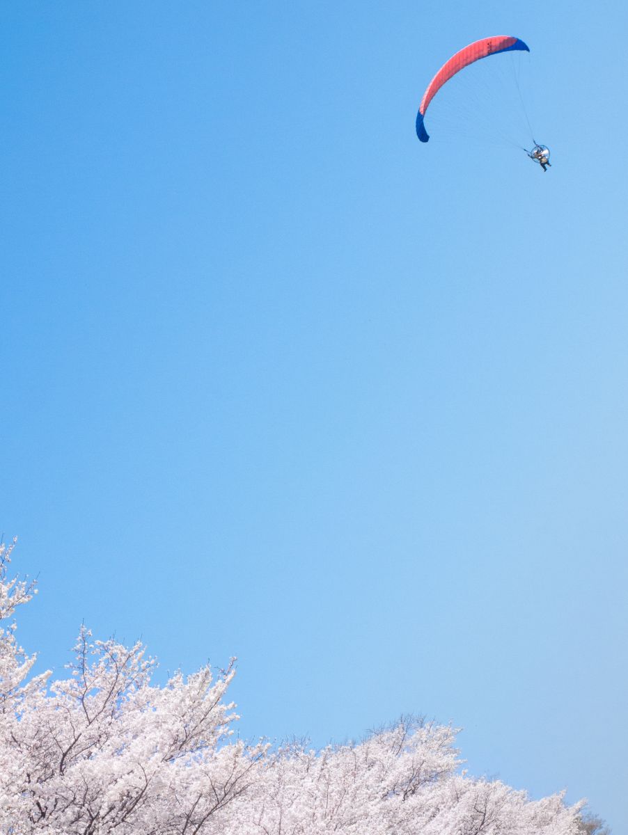 桜雲の空を飛べ | GANREF