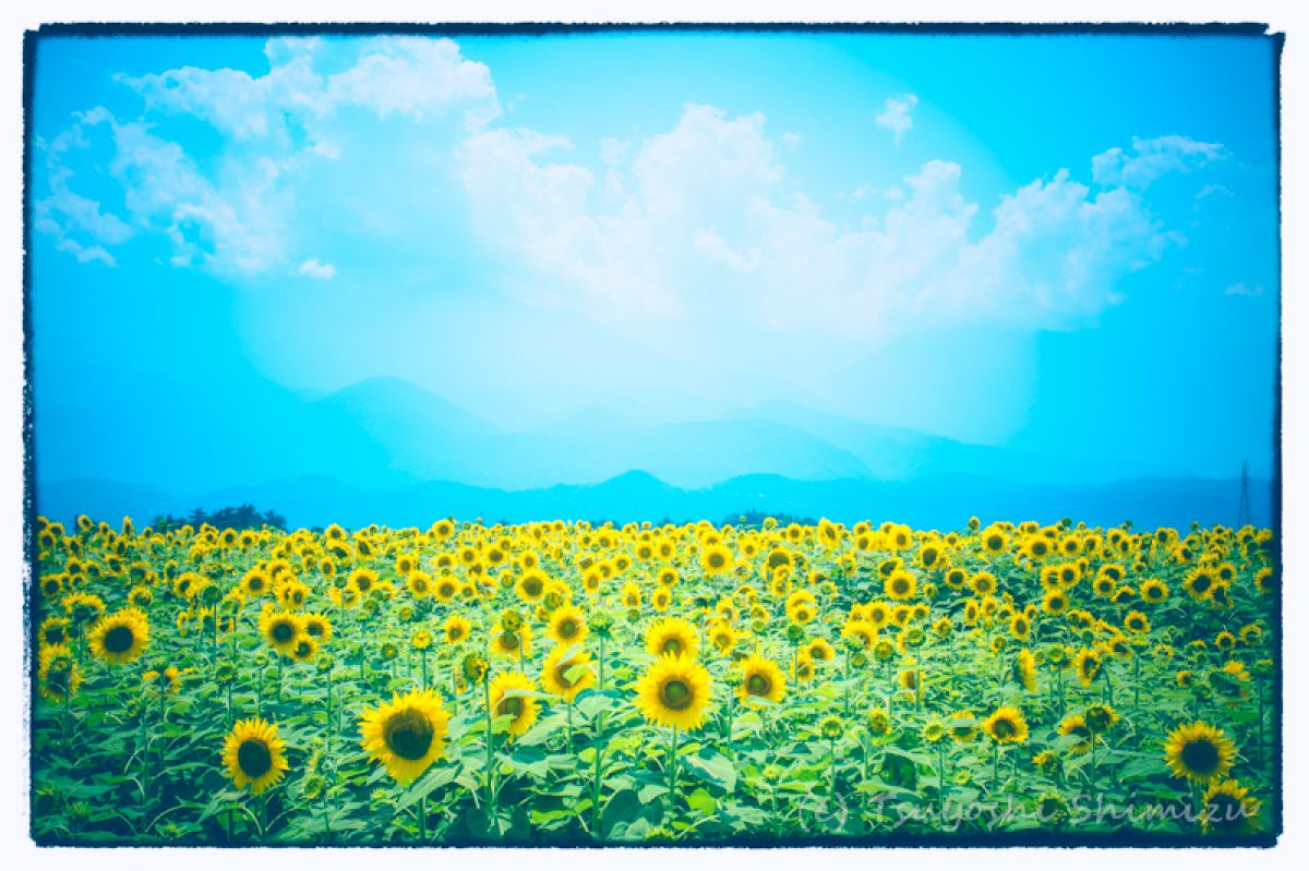 Sunflower @ Yamanashi | GANREF