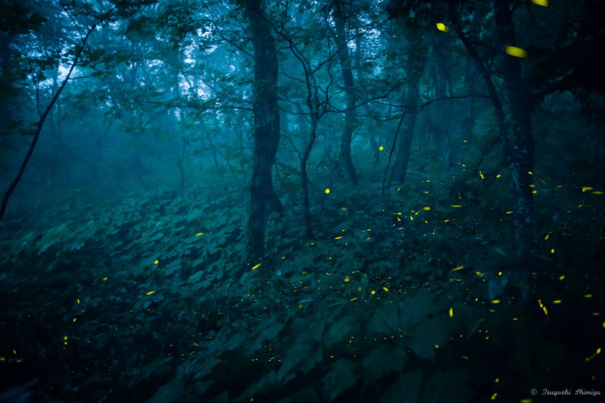 Fireflies at Mt.Orizume | GANREF