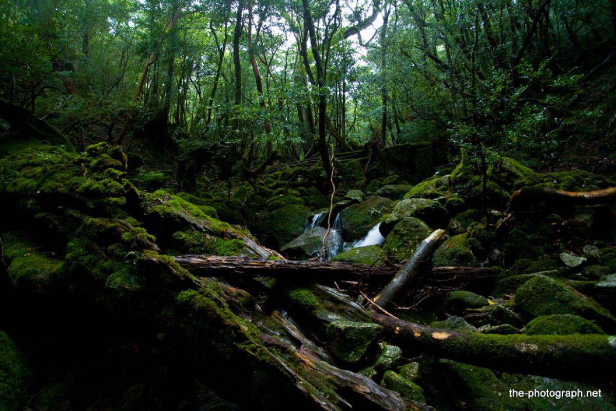 苔という宝石 | GANREF