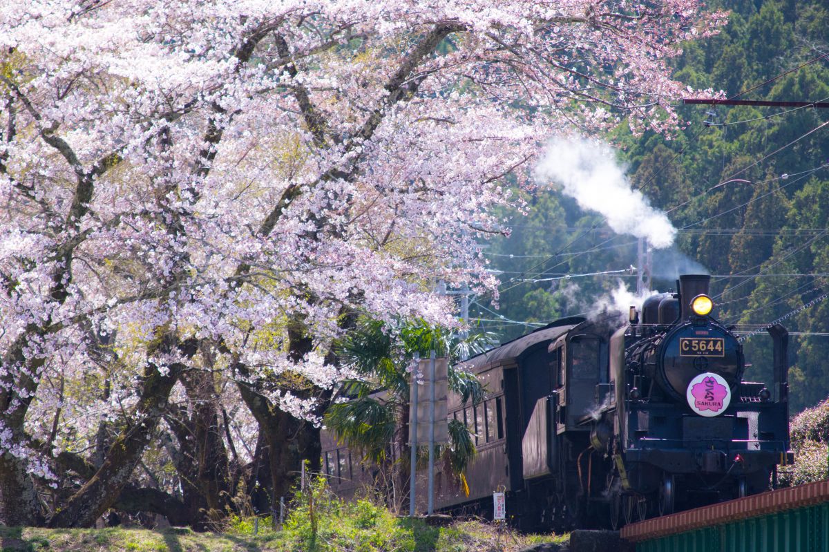 大井川鐵道 C56 44 | GANREF