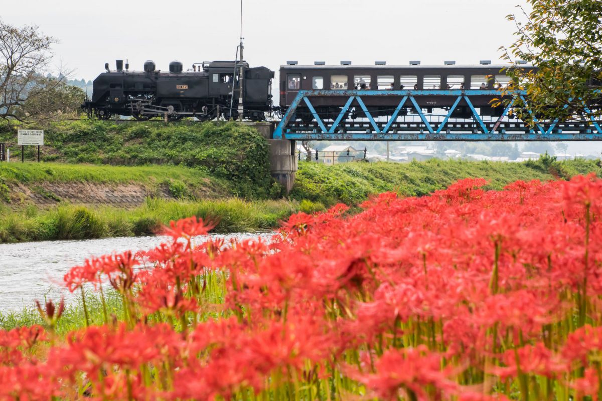 真岡鐵道 C11 325 SLもおか | GANREF