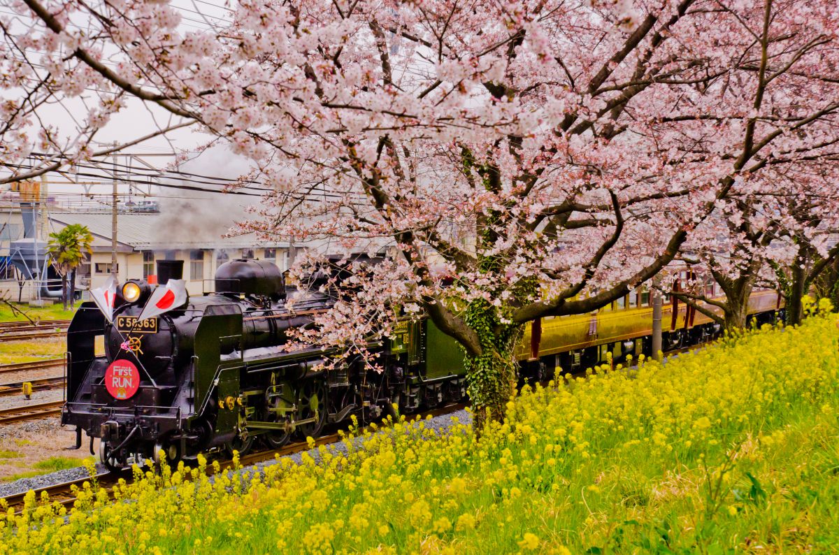 秩父鉄道 C58 パレオエクスプレス 2 | GANREF