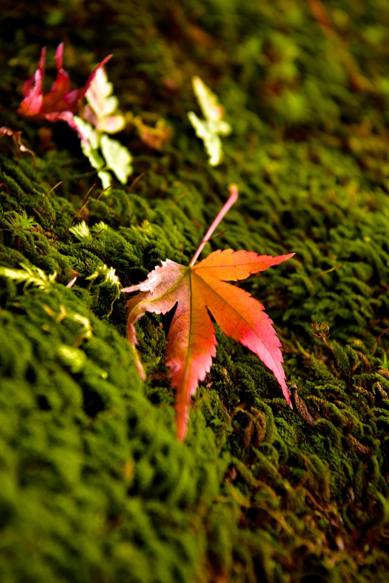 京の秋 ③ | GANREF