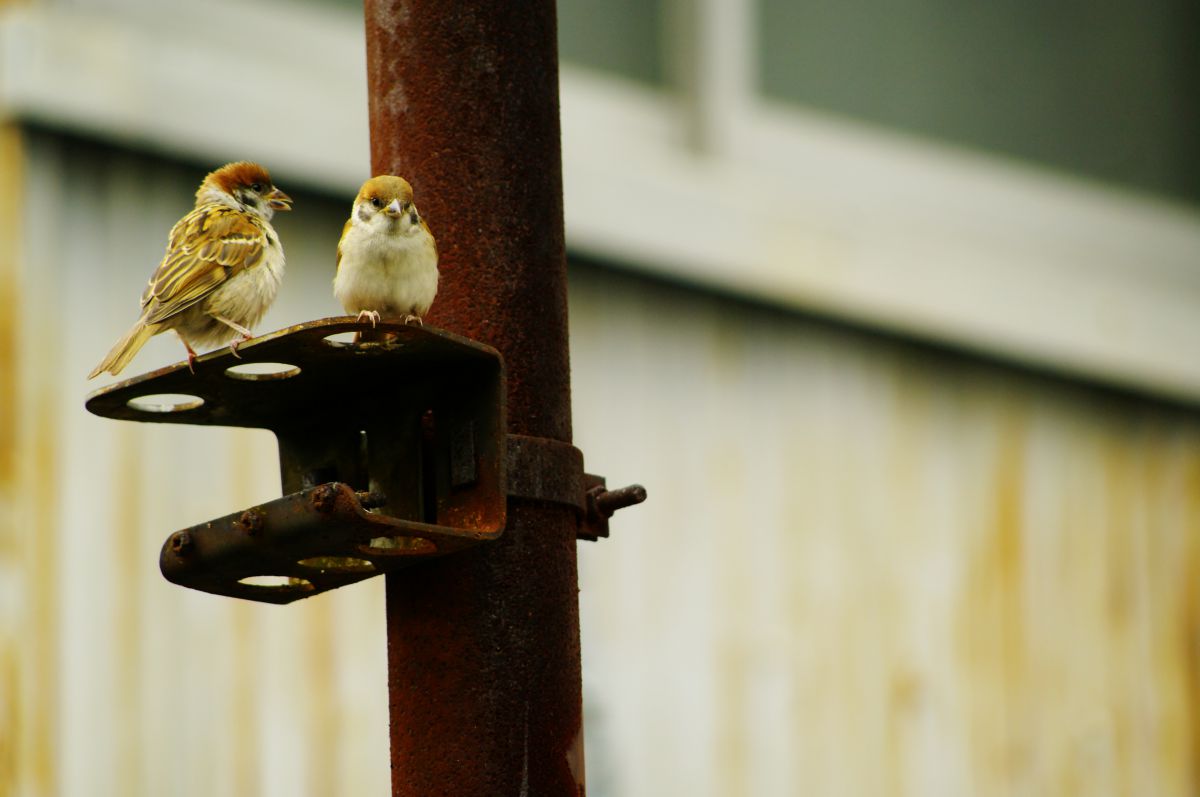 内緒の話 | GANREF