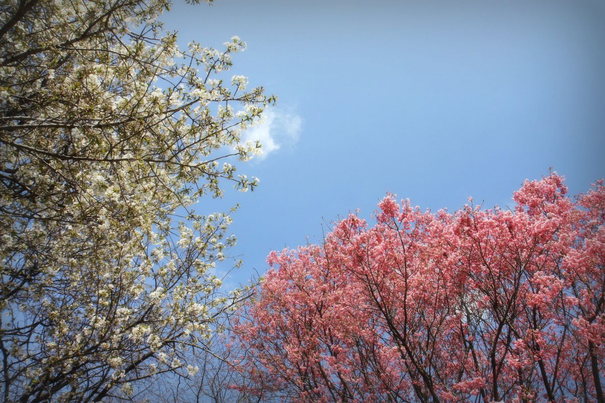 White Blue Pink | GANREF