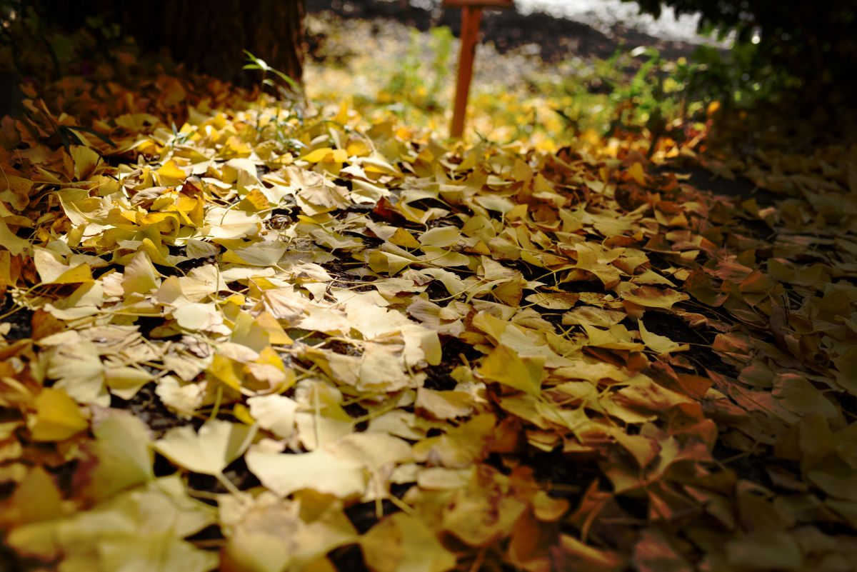 光り射す道 | GANREF