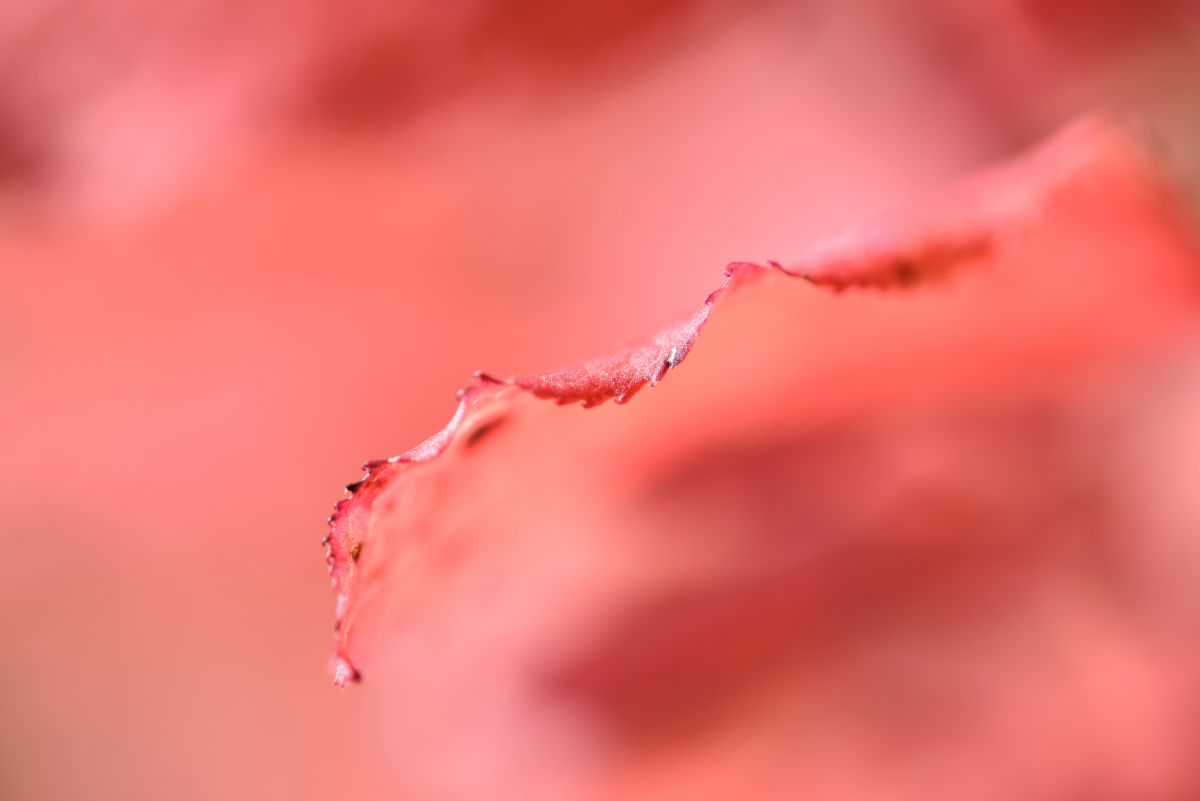 紅く、甘く | GANREF