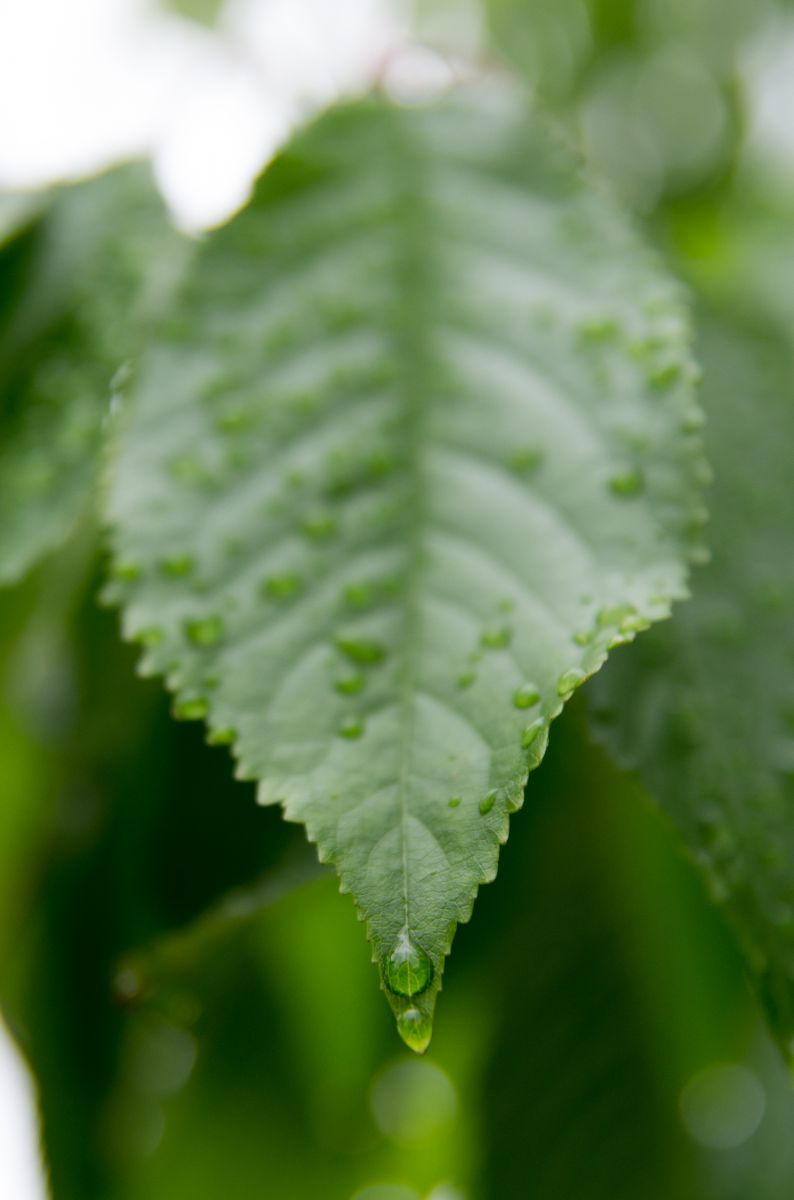 Rain falling on green leaves. | GANREF