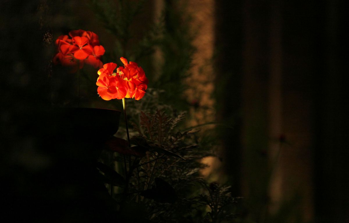 glowing flower | GANREF