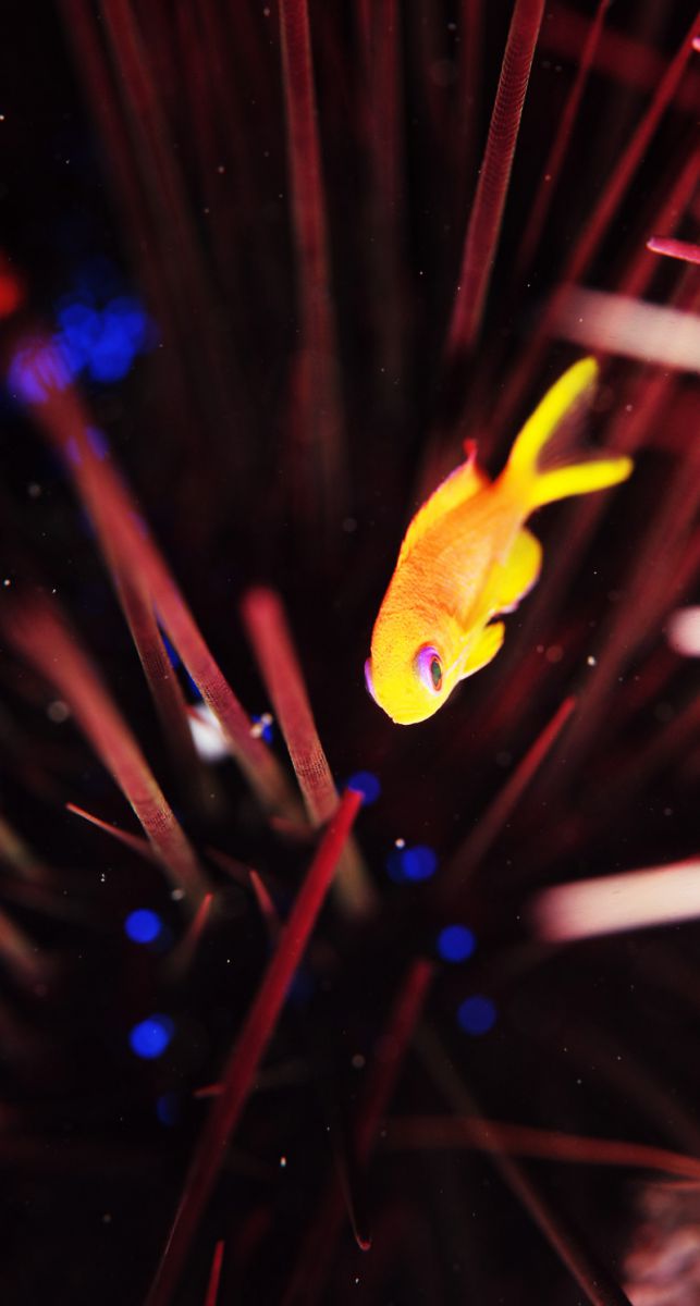 Blue eye urchin | GANREF