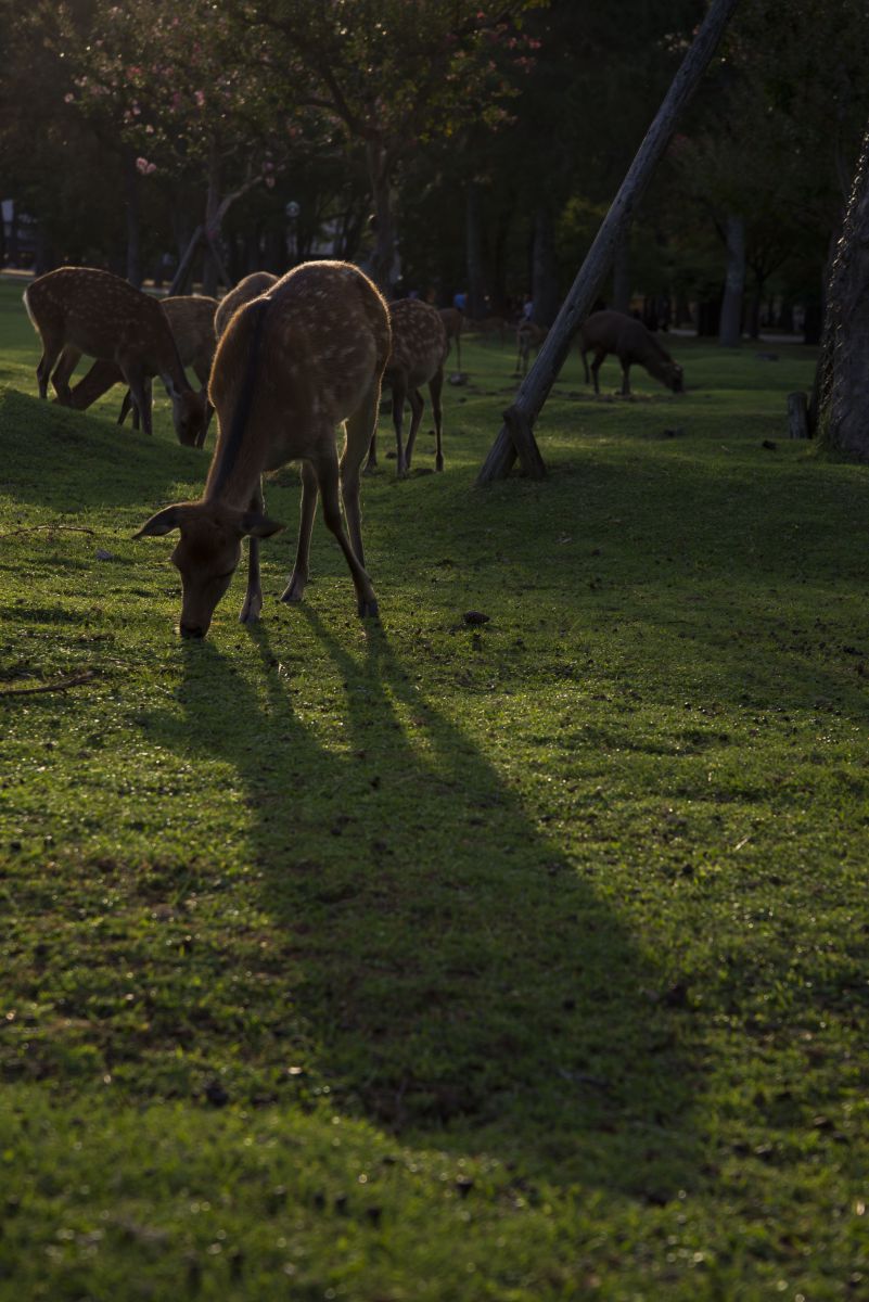 のびる陰 | GANREF