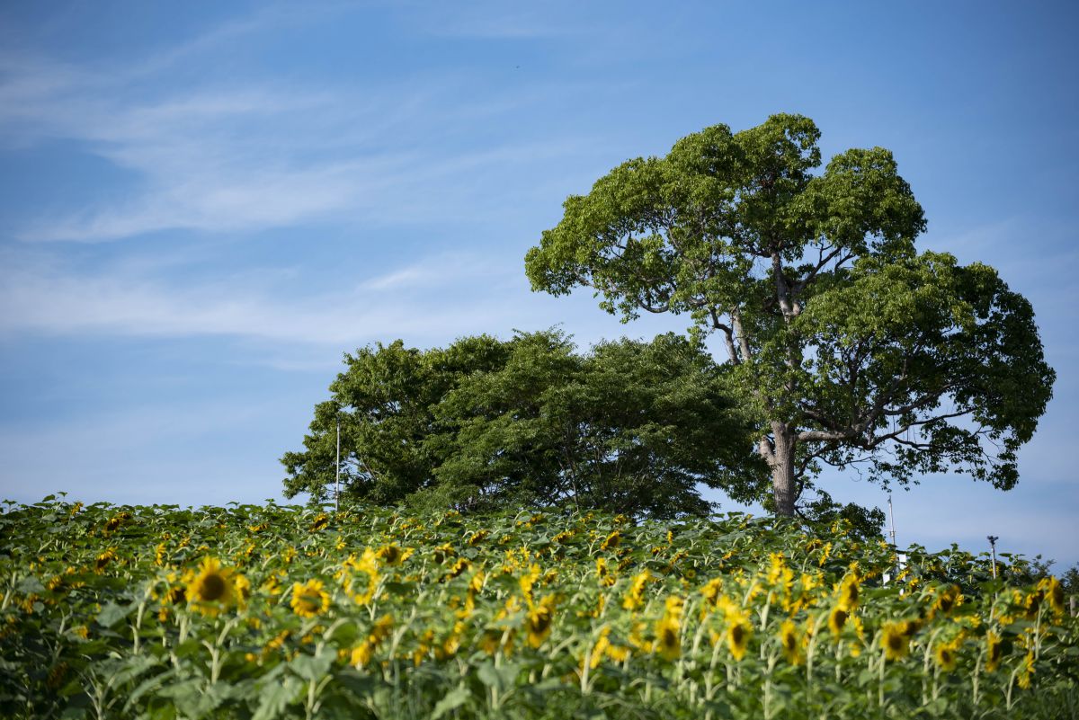 夏の世界 | GANREF