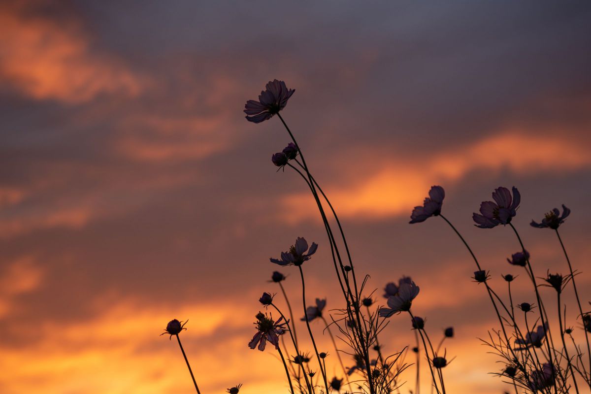 のびのび | GANREF