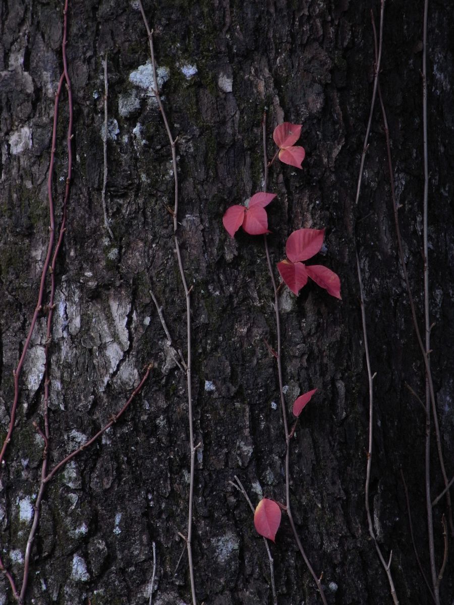 静かに枯れゆく | GANREF