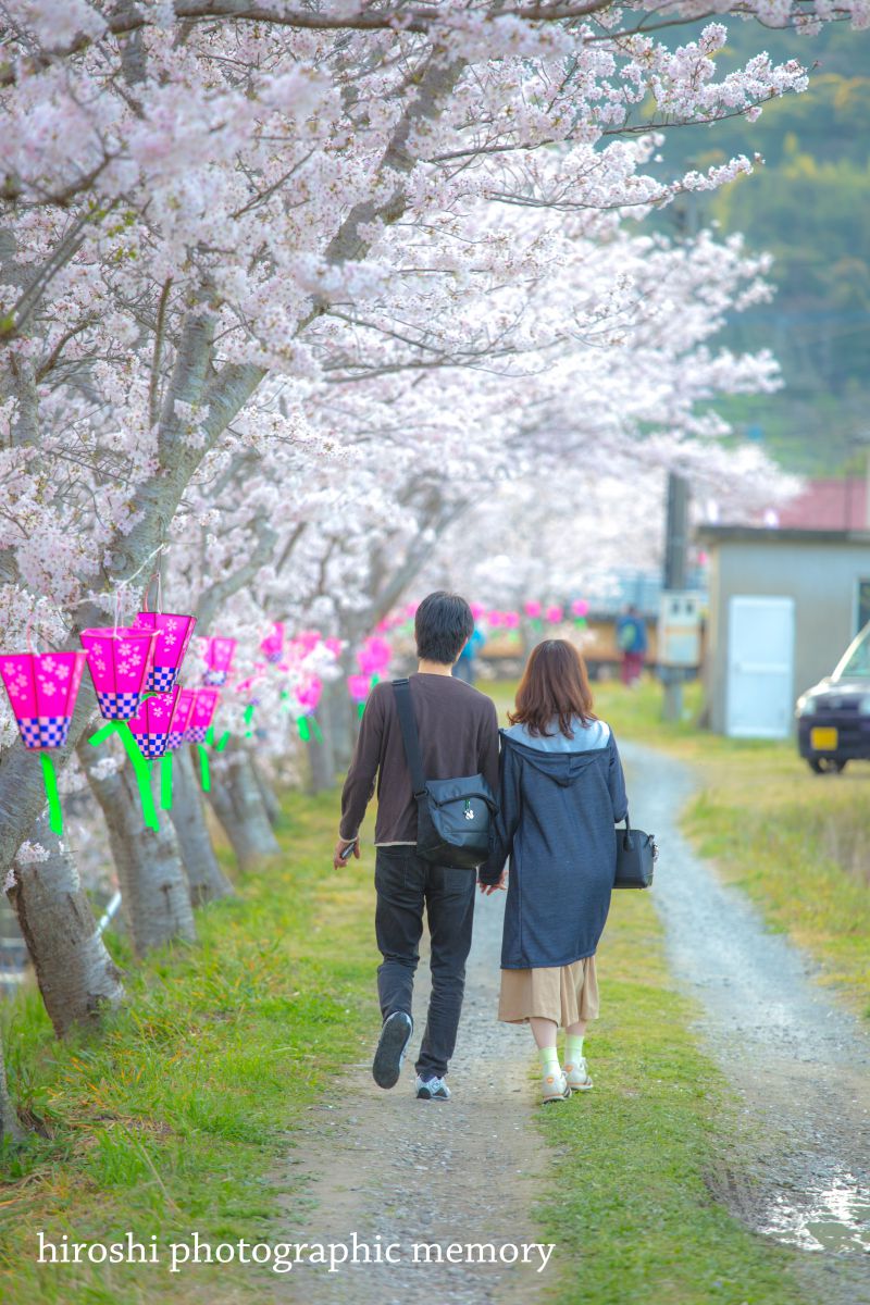 Cherry blossoms 3 | GANREF