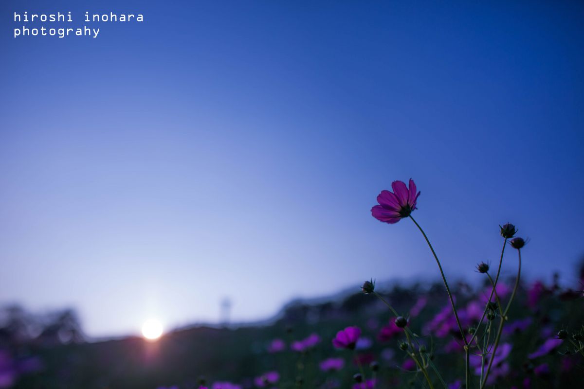 凛として | GANREF