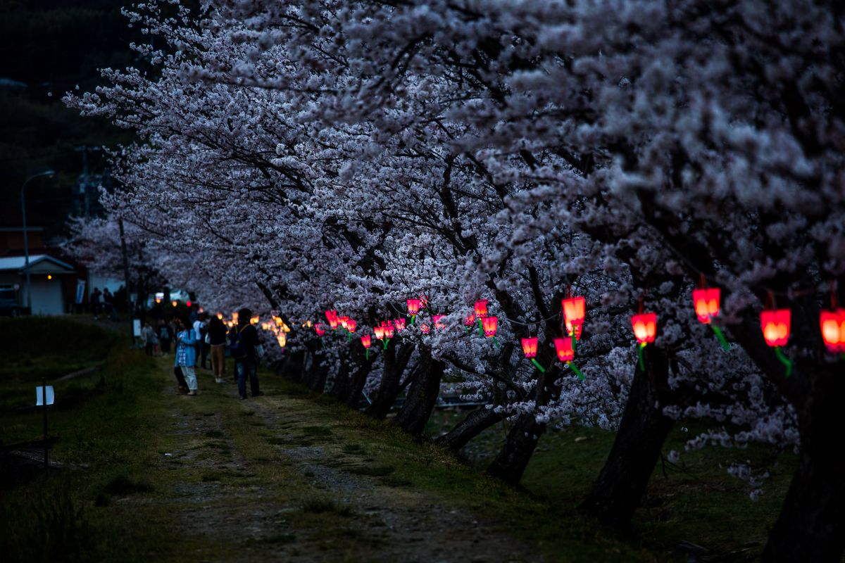 Cherry blossoms 2 | GANREF