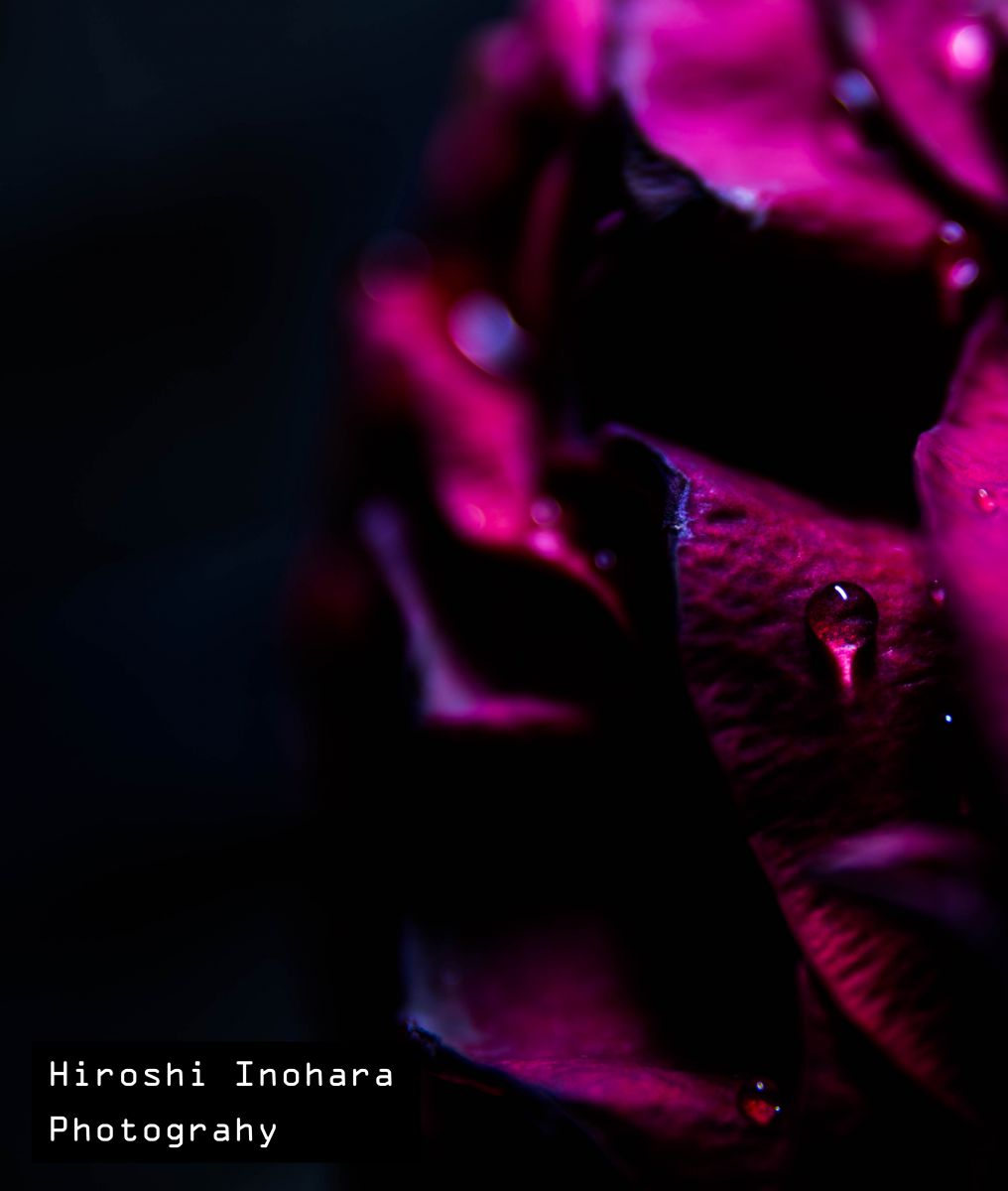 深淵～Rose~ | GANREF