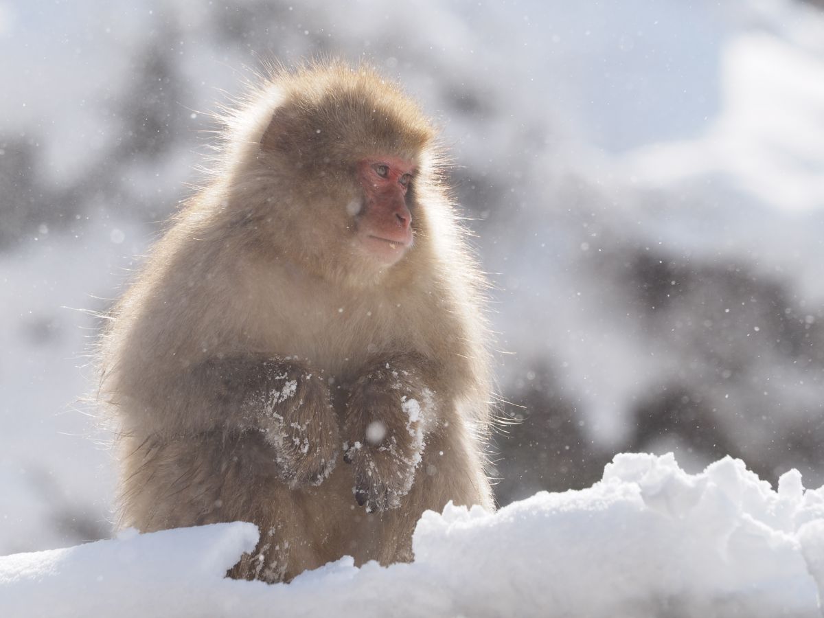 粉雪とニホンザル | GANREF