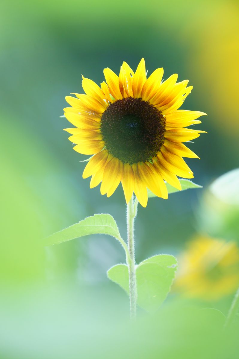 光の中で | GANREF