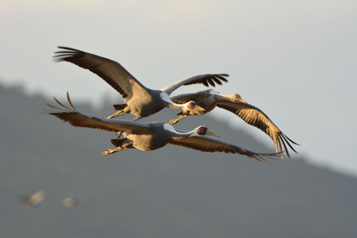 Family Flight！ | GANREF