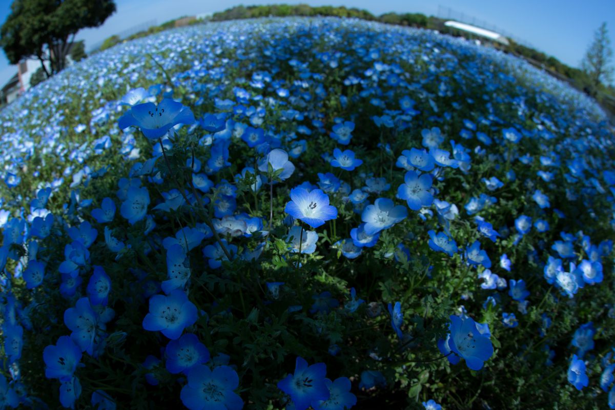 Blue Planet | GANREF