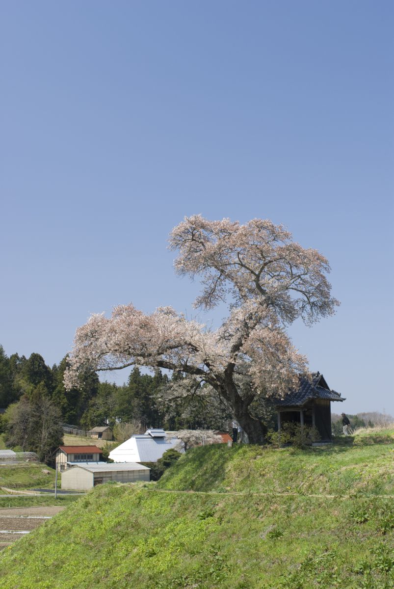 小沢の桜2007 | GANREF
