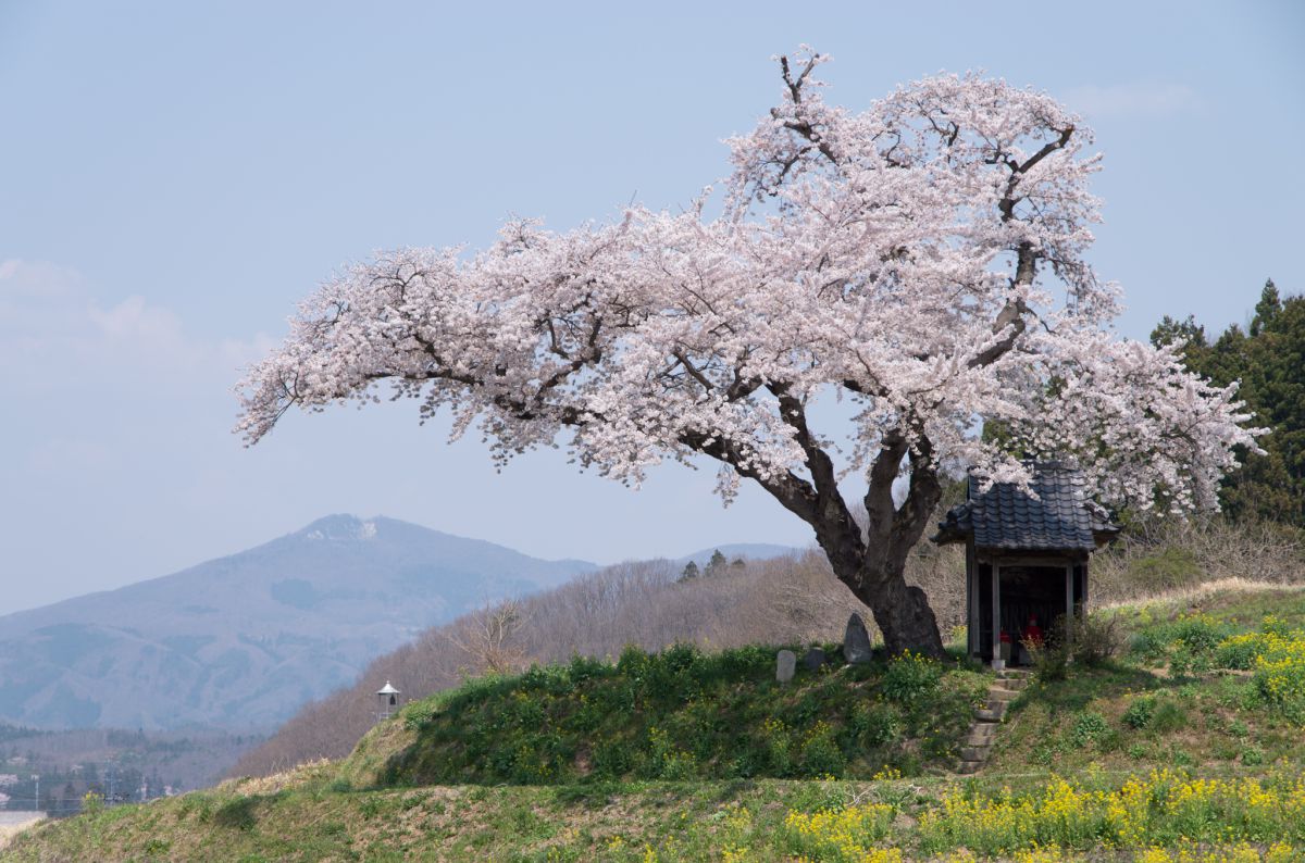 小沢の桜2014 | GANREF