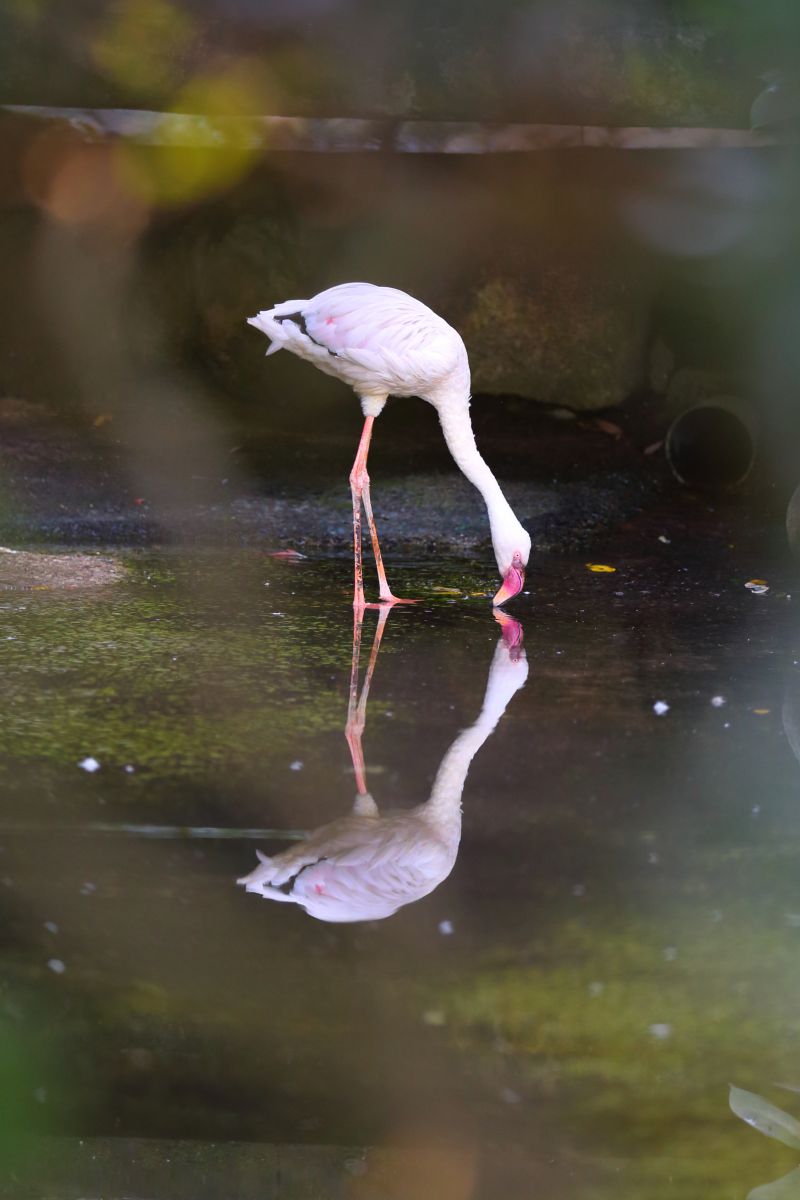 Practice of Kiss | GANREF
