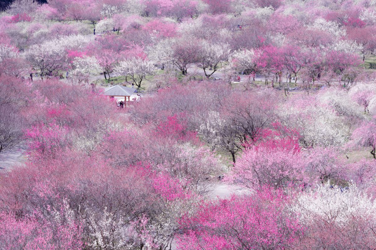 Pink Forest! | GANREF