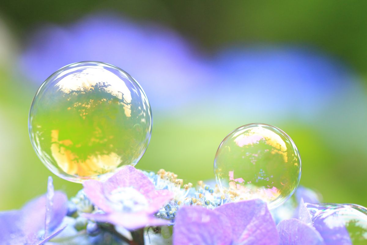 夢球紫花 | GANREF