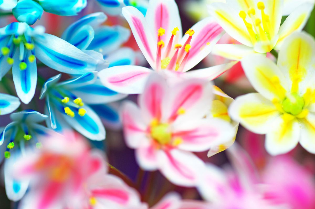 sweet sweet flower | GANREF