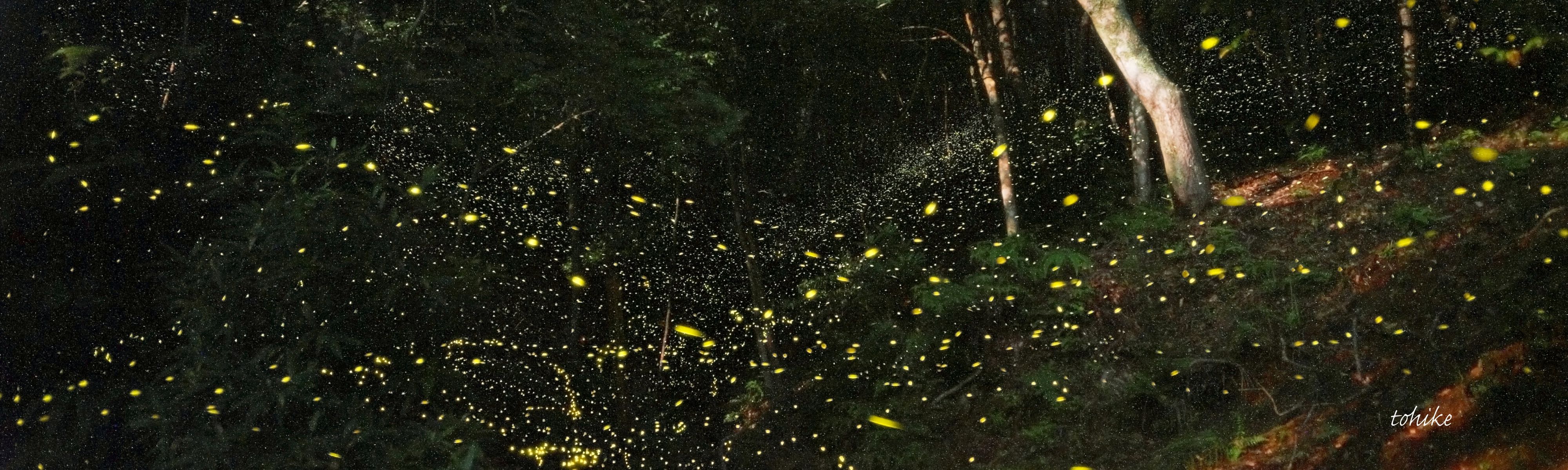 Stars on the ground | GANREF