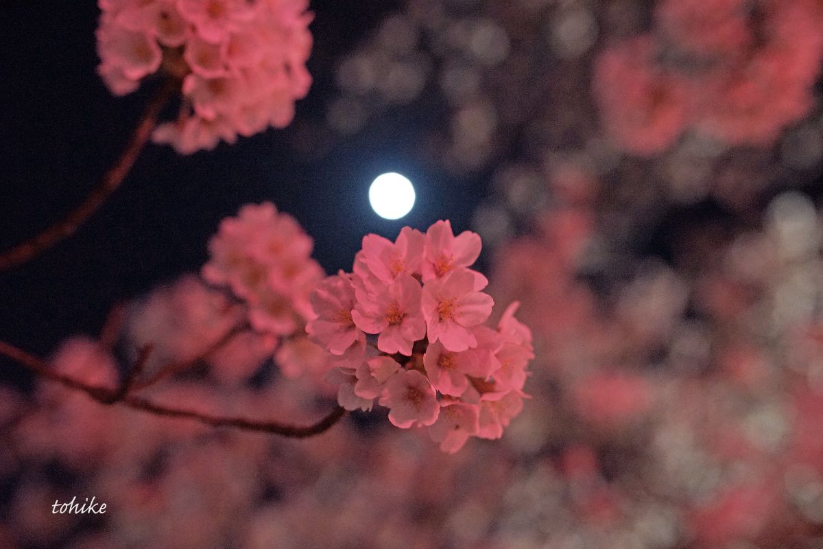 cherry & moon | GANREF