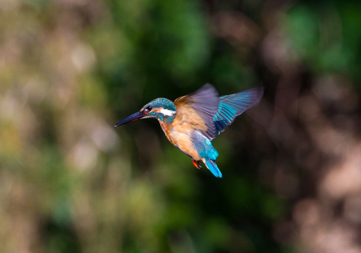 ホバホバ | GANREF