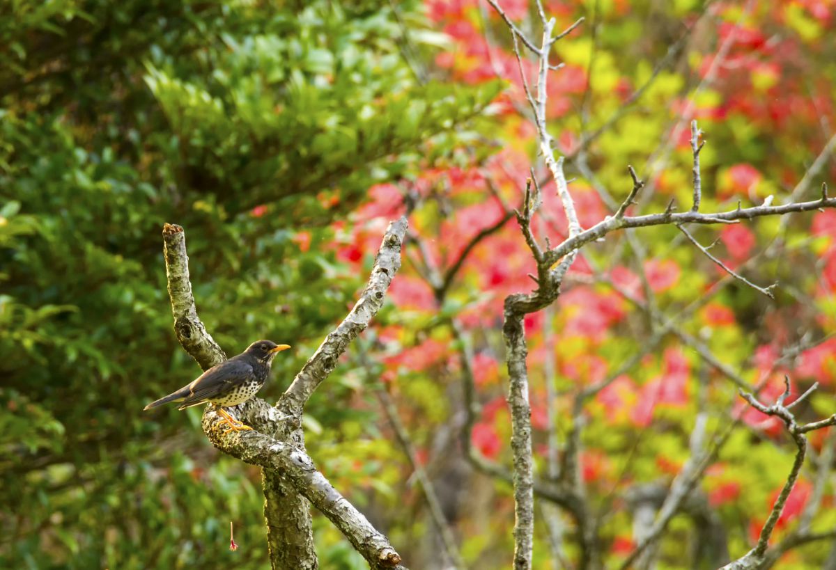 クロツグミ♂ ＃02 SP150-600㎜ | GANREF