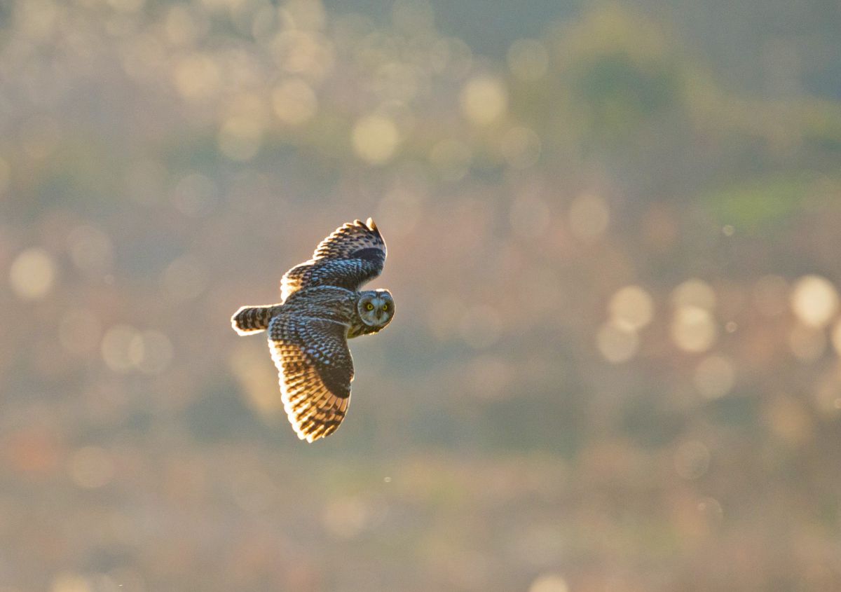 コミミズク02 | GANREF