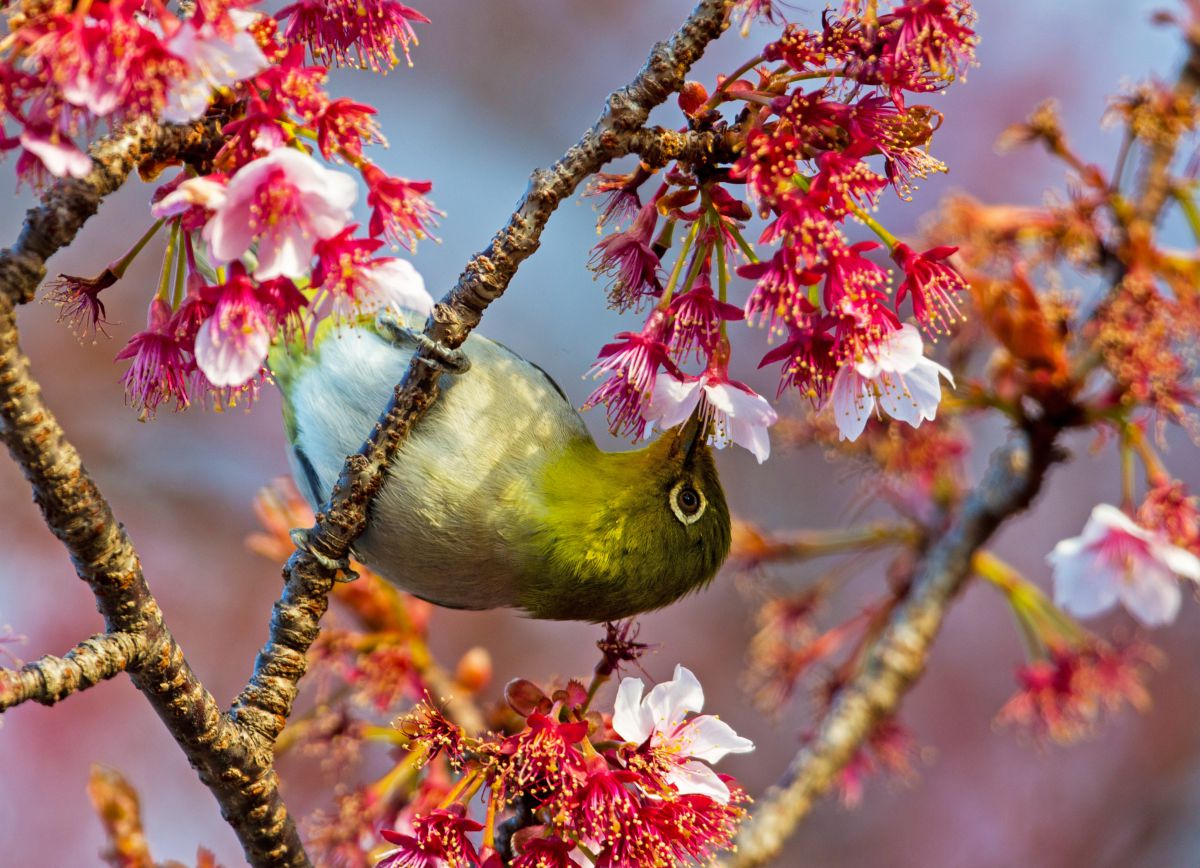 サクラにメジロ （1DX） | GANREF