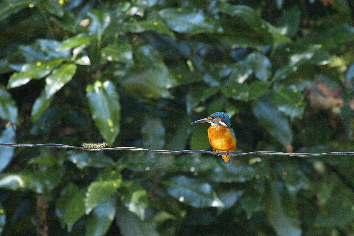 仲良しになれそうもない。。 | GANREF