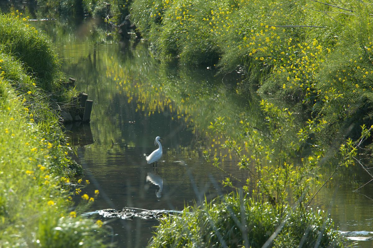 ボクのGW | GANREF