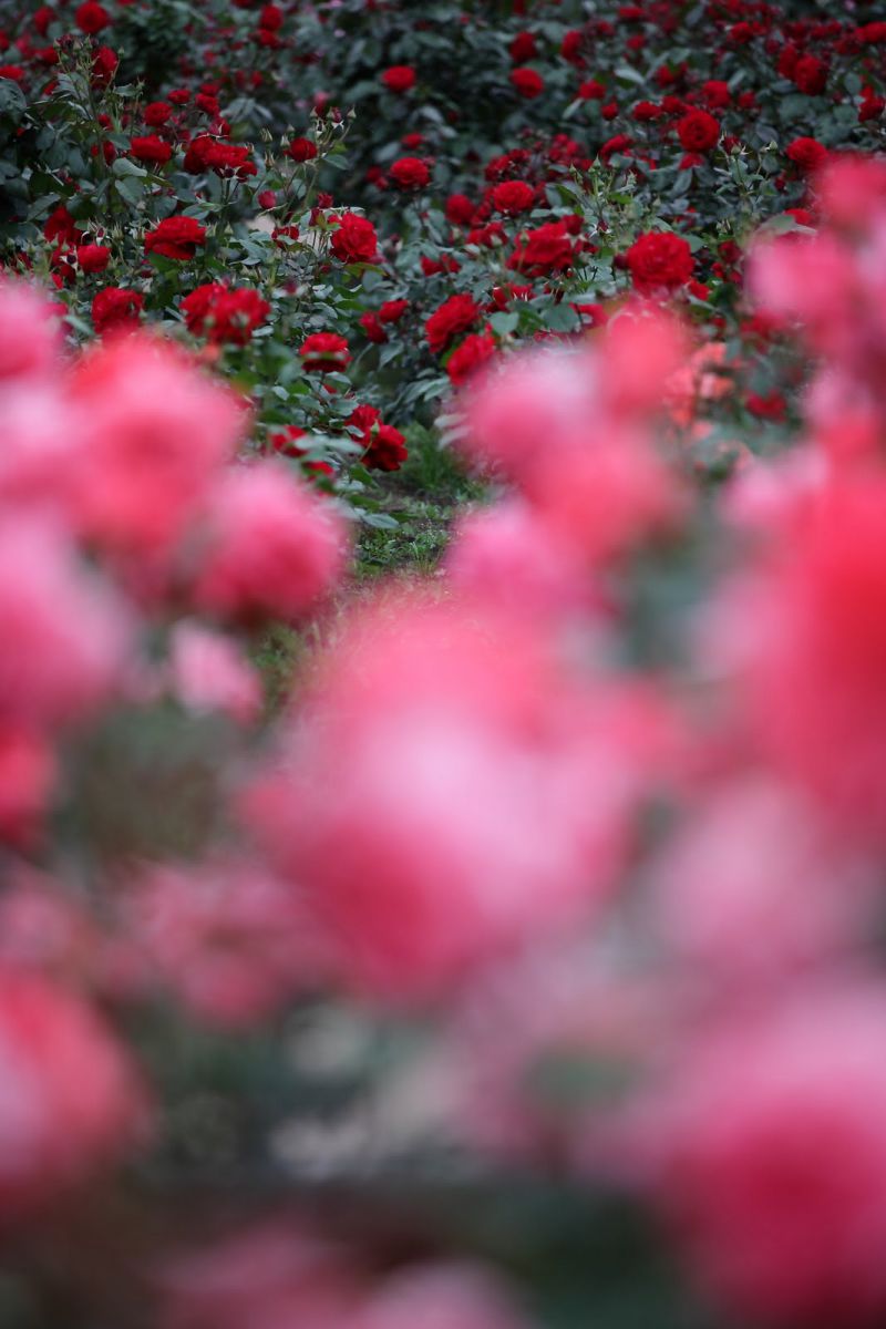 Into The Valley of Roses | GANREF