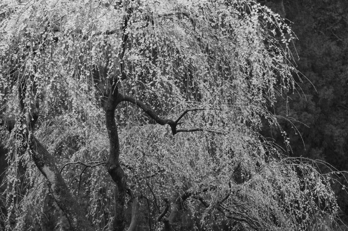 ワークショップ 桜 #4 / BW | GANREF