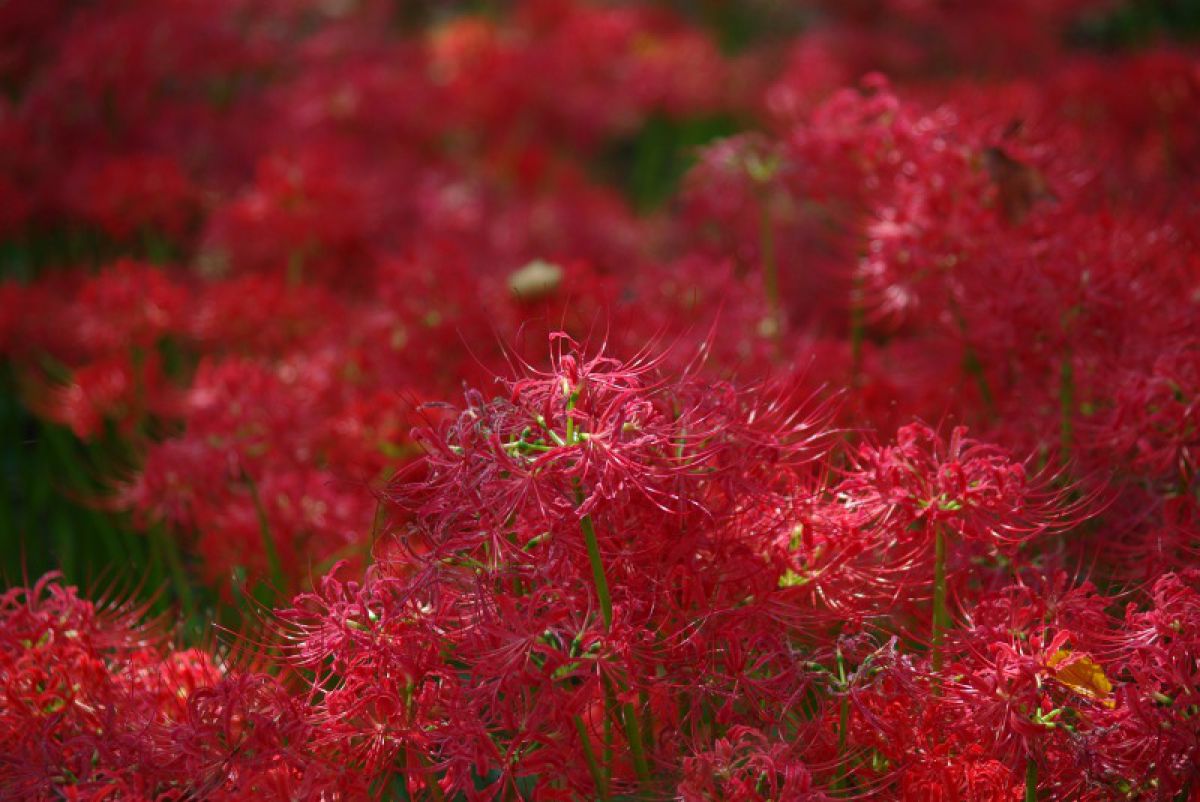 Lycoris radiata | GANREF