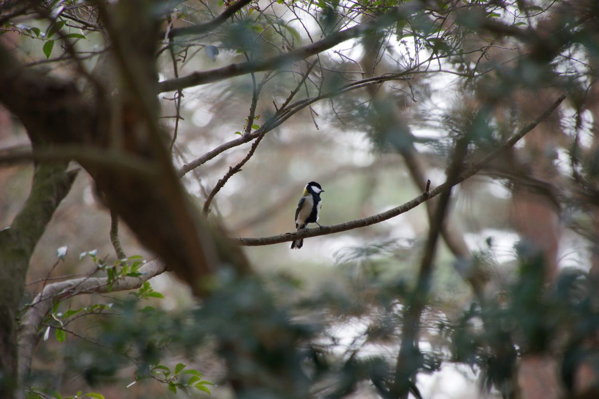 シジュウカラ | GANREF